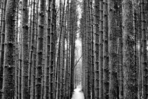 Lillian Anderson Arboretum | Russian Silver Photography